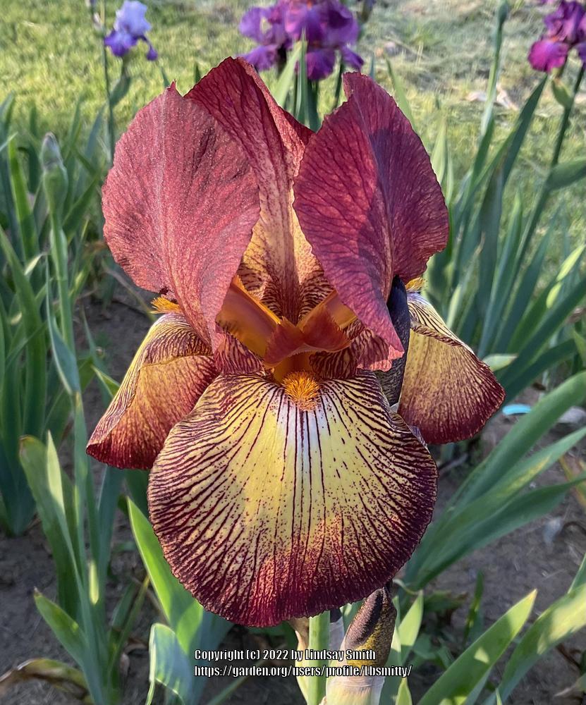Tall Bearded Iris (Iris 'Tropical Butterfly') in the Irises Database ...