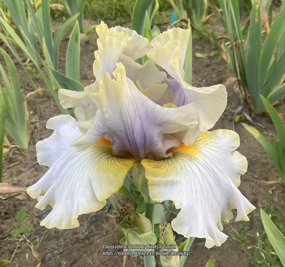 Photo of the bloom of Tall Bearded Iris (Iris 'Ivory Ghost') posted by ...