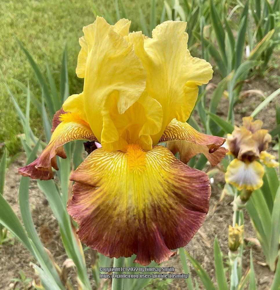 Tall Bearded Iris (Iris 'Radiant Caterpillar') in the Irises Database ...