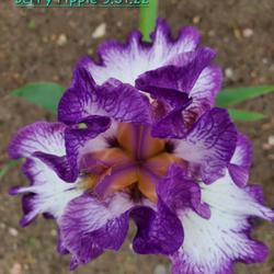 Tall Bearded Iris (Iris 'Berry Ripple') in the Irises Database - Garden.org