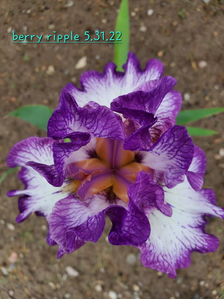 Photo of the bloom of Tall Bearded Iris (Iris 'Berry Ripple') posted by ...