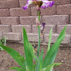Tall Bearded Iris (Iris 'Berry Ripple') in the Irises Database - Garden.org