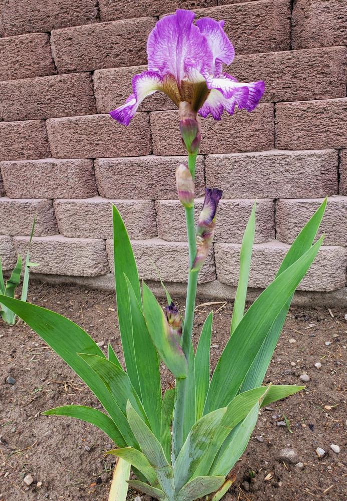 Photo of the entire plant of Tall Bearded Iris (Iris 'Berry Ripple ...