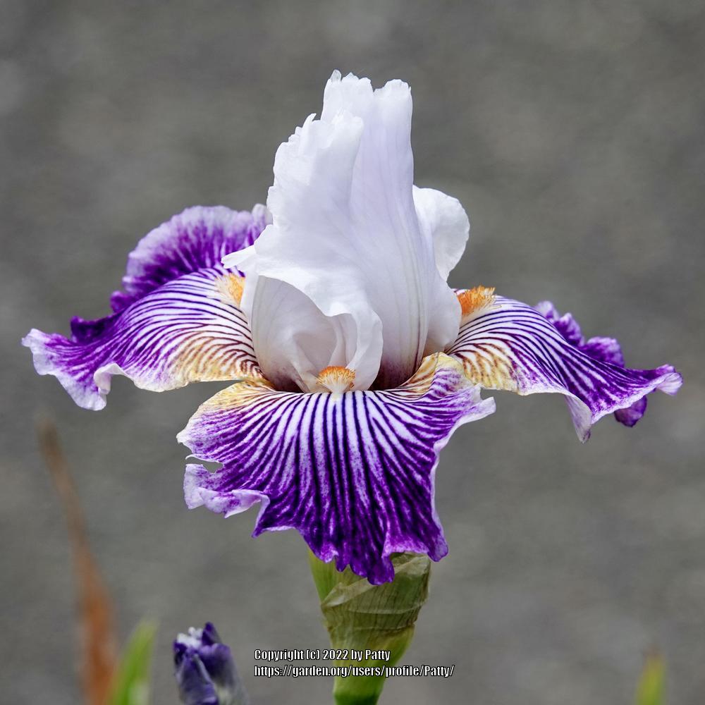 Photo of the bloom of Border Bearded Iris (Iris 'Crow's Feet') posted ...