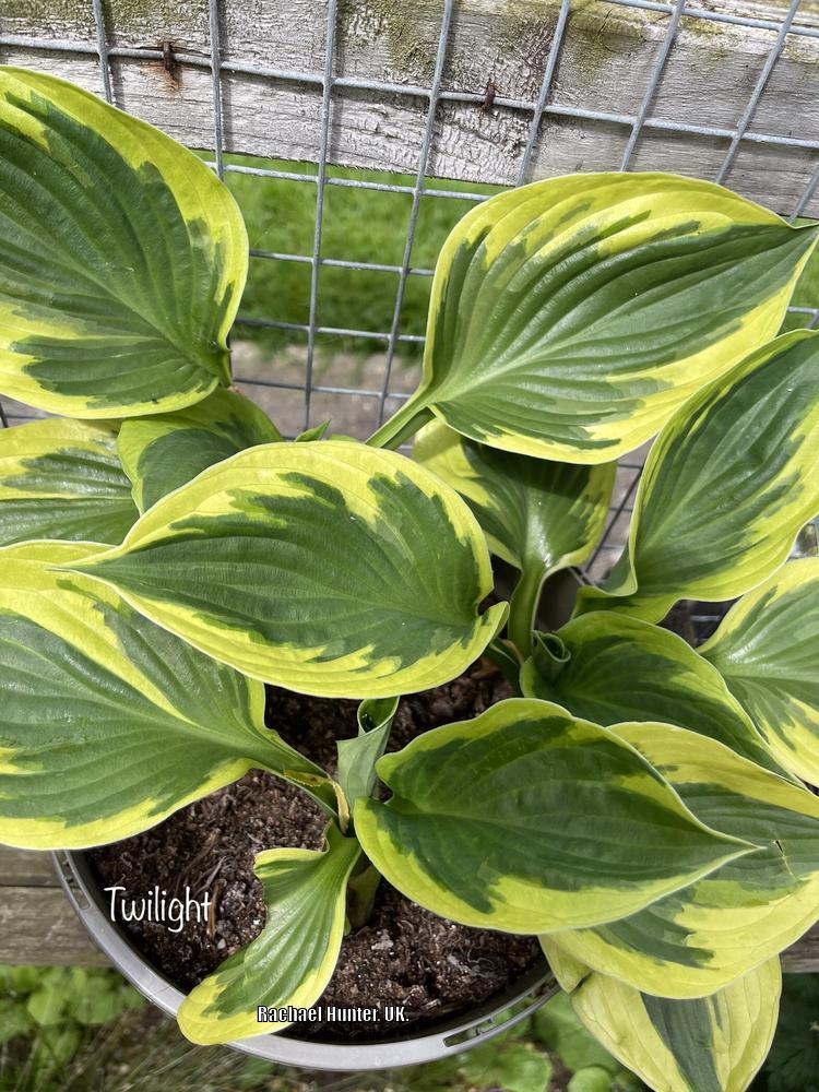Photo of the entire plant of Hosta 'Twilight' posted by RachaelHunter ...