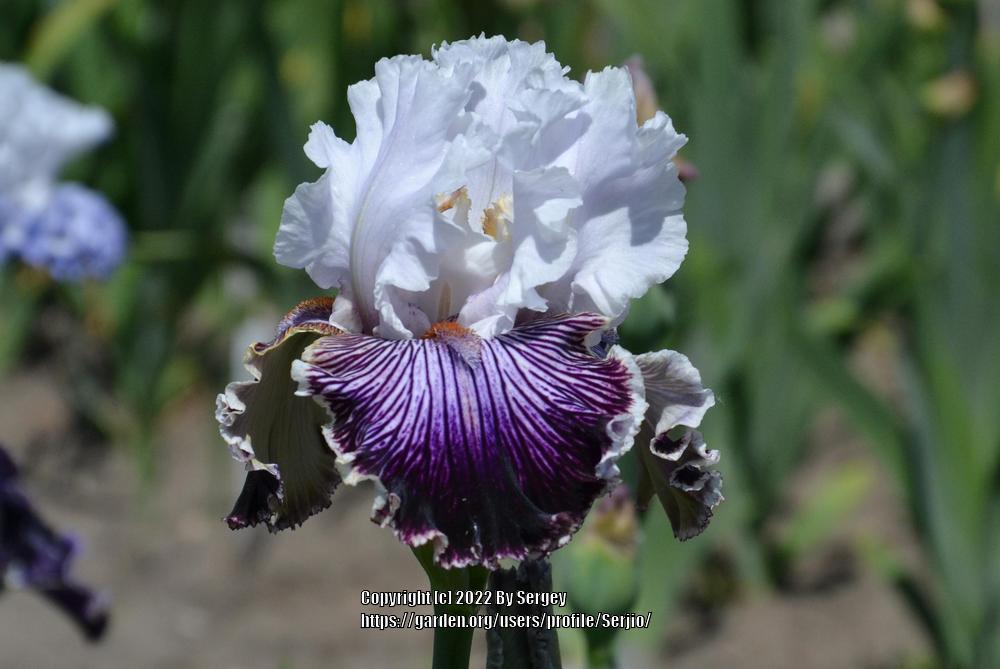Photo of the bloom of Tall Bearded Iris (Iris 'Gussied Up') posted by Serjio - Garden.org