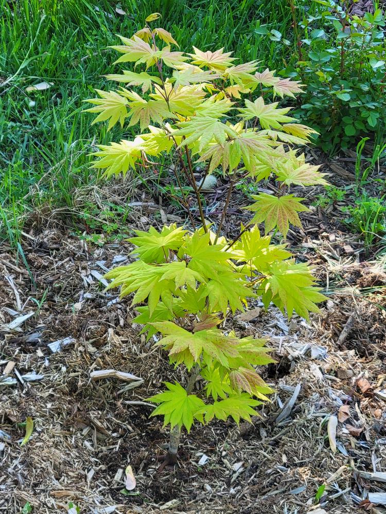 Photo of the entire plant of Full Moon Maple (Acer shirasawanum 'Autumn ...