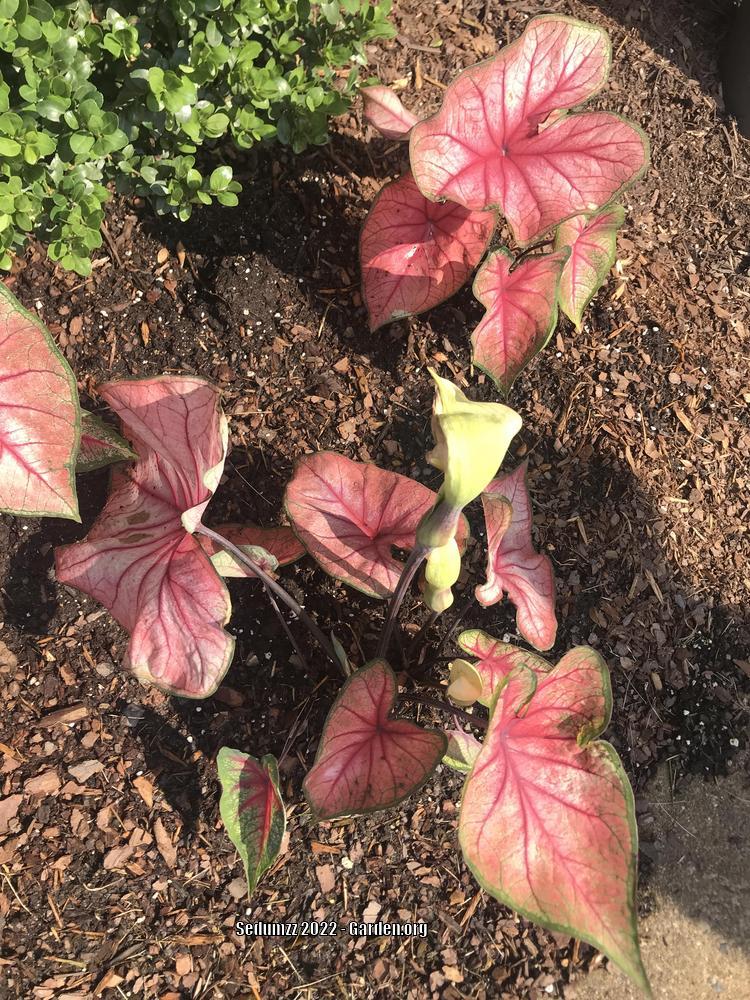 Photo of the entire plant of Lance-leaf Caladium (Caladium 'Florida ...