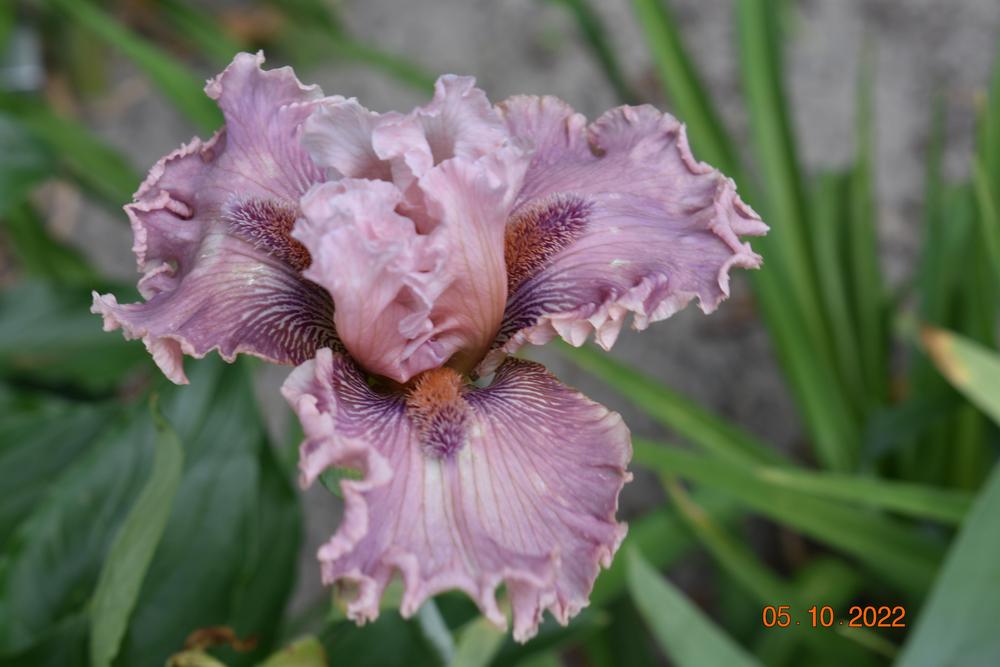 Photo of the bloom of Tall Bearded Iris (Iris 'Magic Trick') posted by ...
