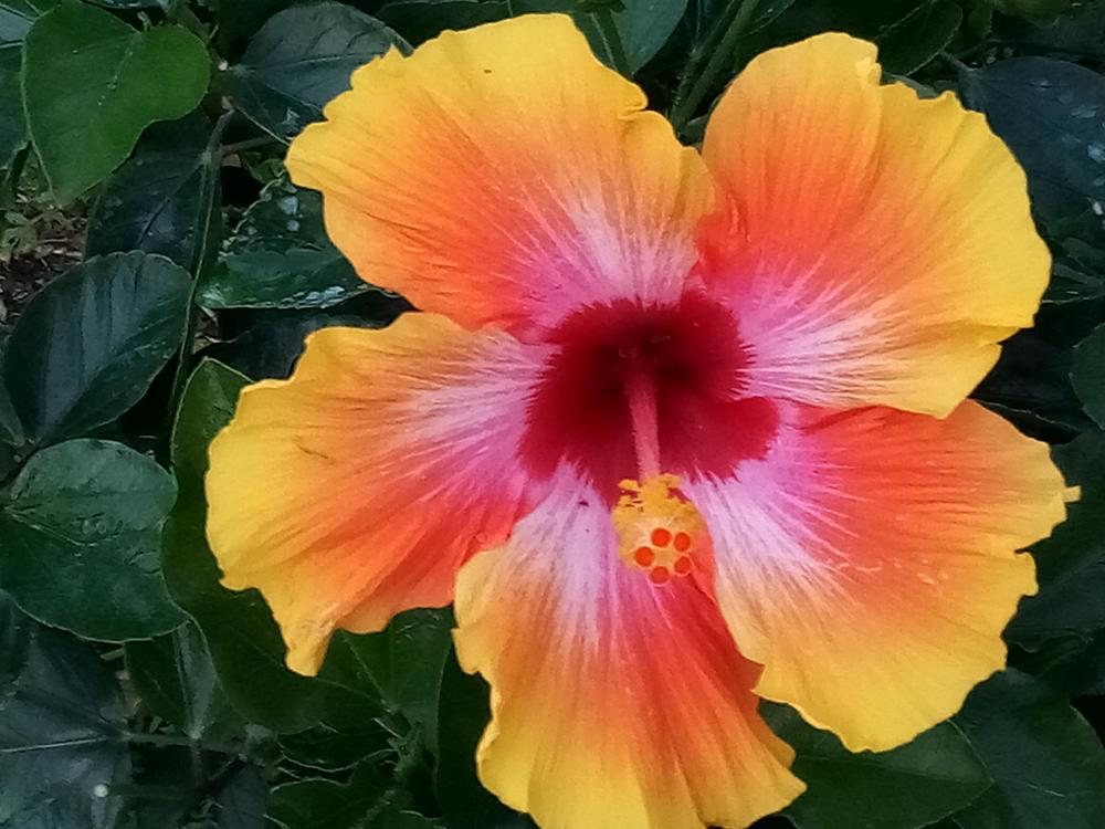 Tropical Hibiscus (Hibiscus rosa-sinensis 'Fiesta') in the Tropical ...