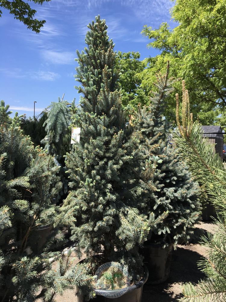 Blue Spruce (Picea pungens 'Fastigiata') in the Spruces Database ...