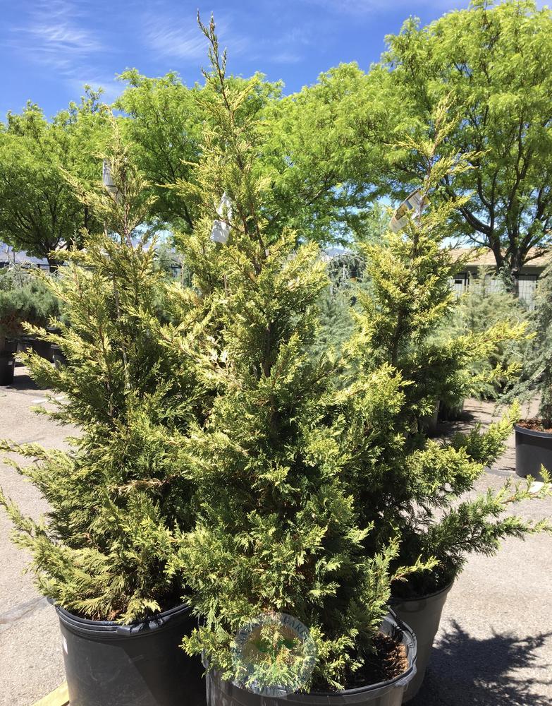 Leyland Cypress (XCuprocyparis leylandii 'Gold Rider') - Garden.org