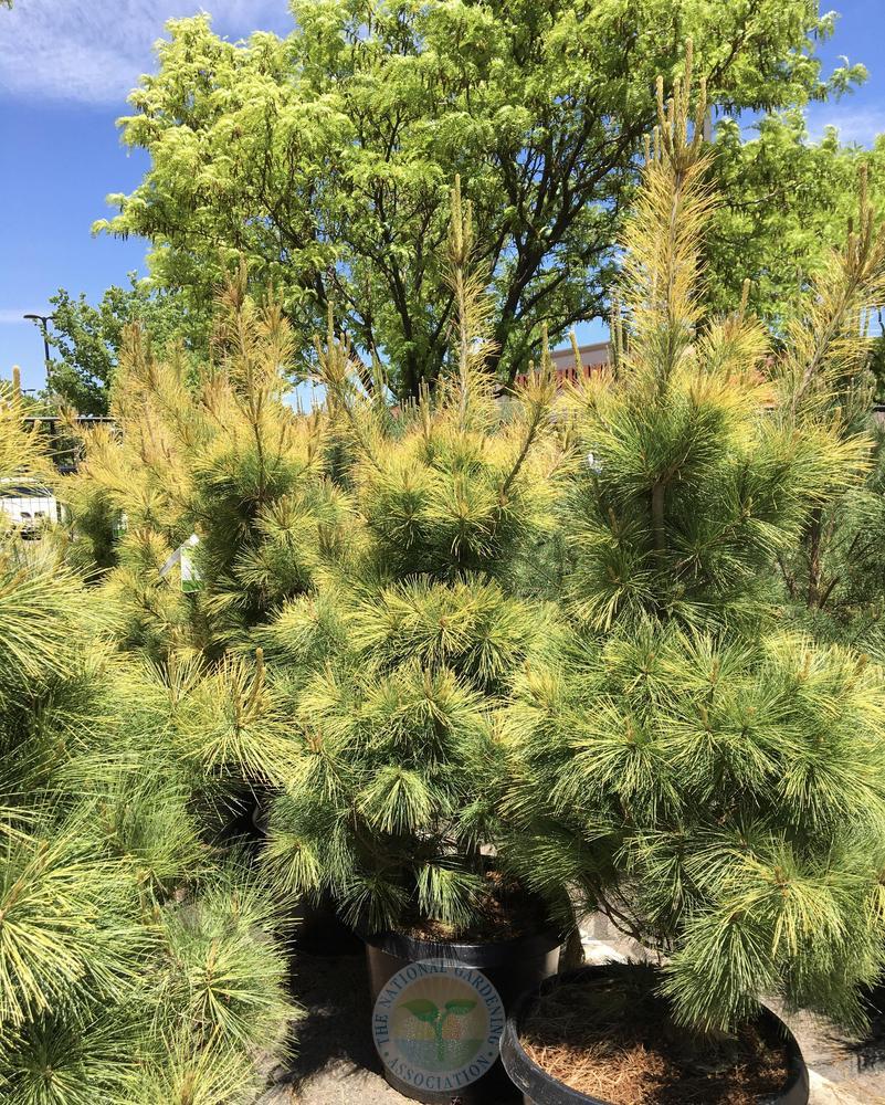 Photo of the entire plant of Eastern White Pine (Pinus strobus 'Louie ...