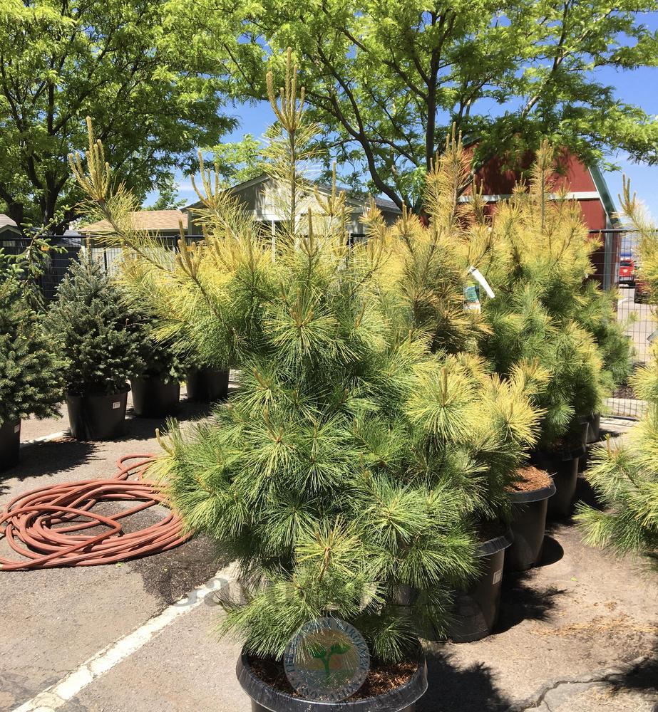 Photo of the seedling or young plant of Eastern White Pine (Pinus ...