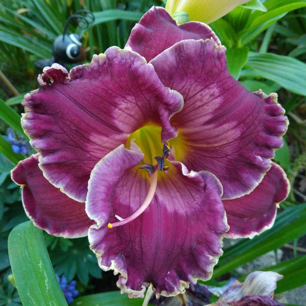 Photo of the bloom of Daylily (Hemerocallis 'Vanishing Mist') posted by ...