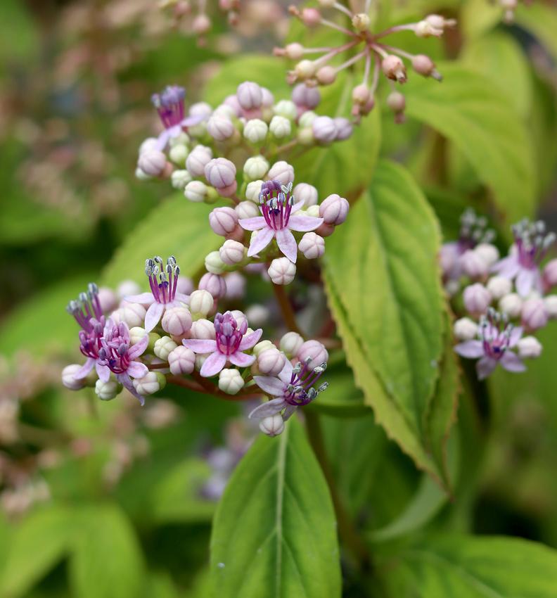 Photo of the bloom of Blue Evergreen Hydrangea (Hydrangea febrifuga ...