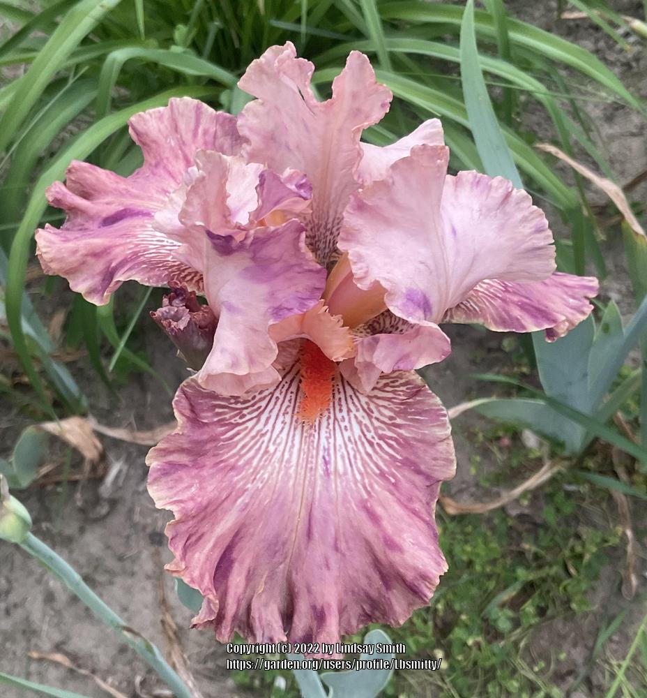 Photo of the bloom of Iris 'Nigerian Raspberry' posted by Lbsmitty ...