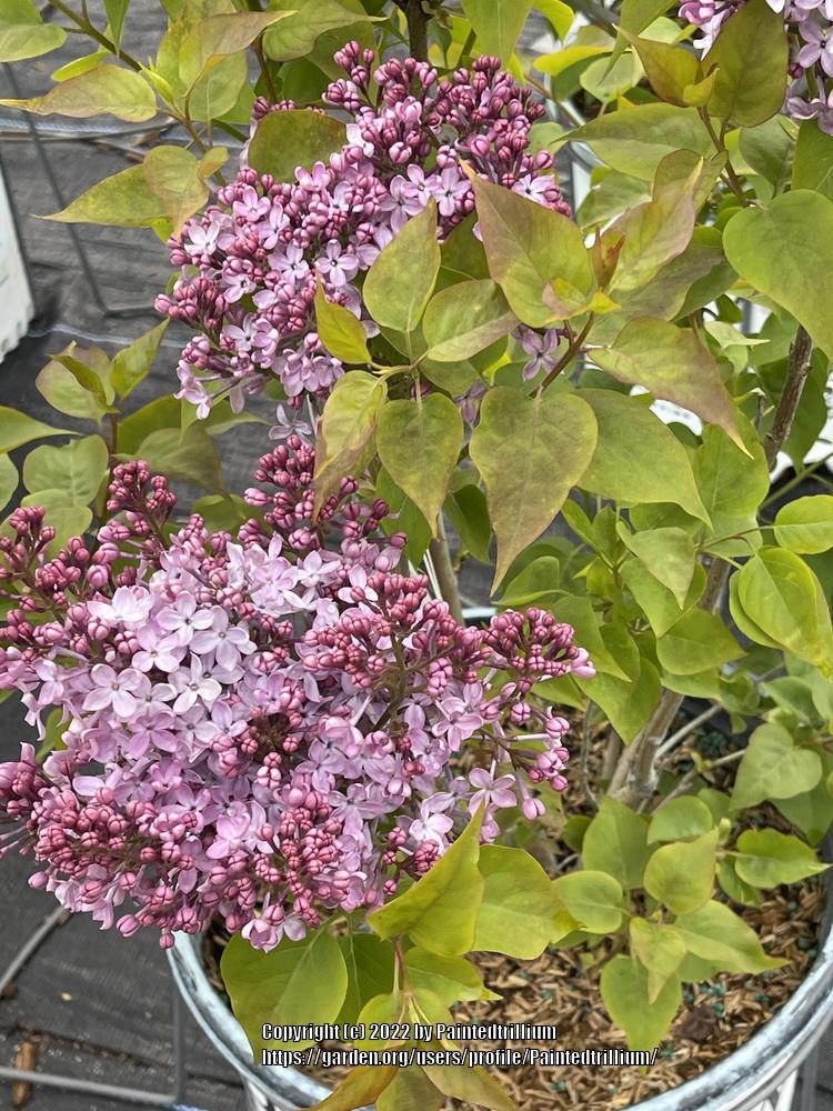 Photo of the bloom of Lilac (Syringa x hyacinthiflora Scentara Pura ...