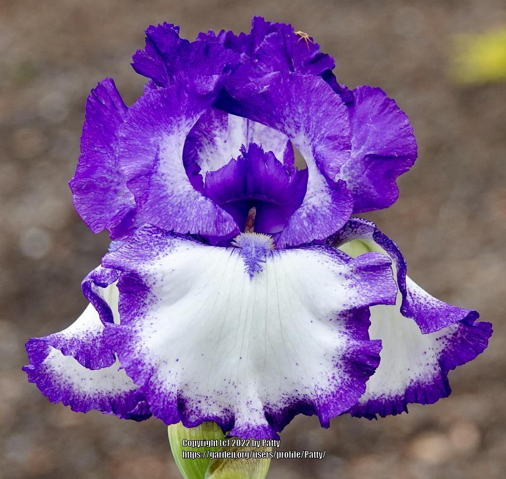 Photo of the bloom of Tall Bearded Iris (Iris 'Spirit Rider') posted by ...