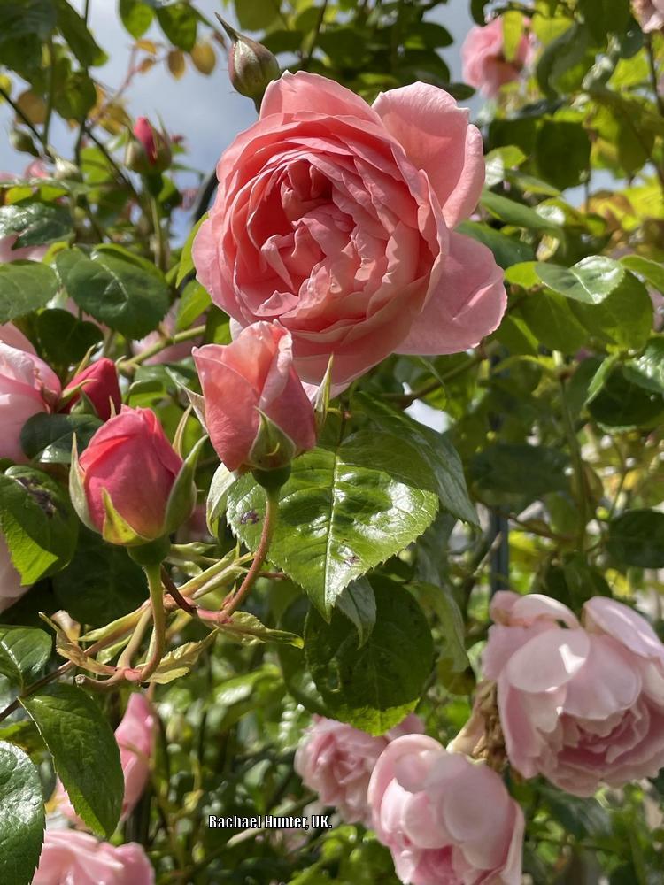 Photo of the bloom of Rose (Rosa 'Strawberry Hill') posted by ...