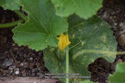 2022 Melon Thread in the Vegetables and Fruit forum - Garden.org