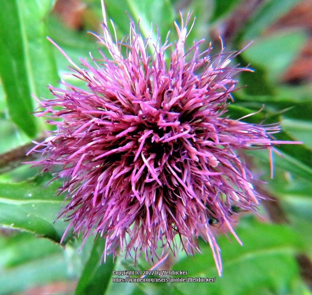 Photo of the bloom of Coastal Plain Thistle (Cirsium repandum) posted ...