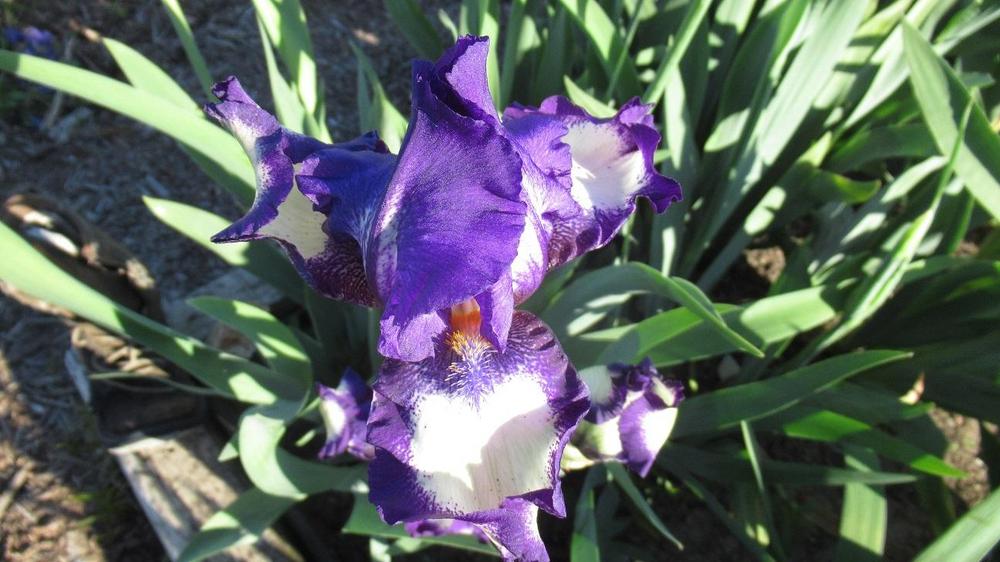 Photo of the bloom of Iris 'Art Deco' posted by gardenglassgems ...