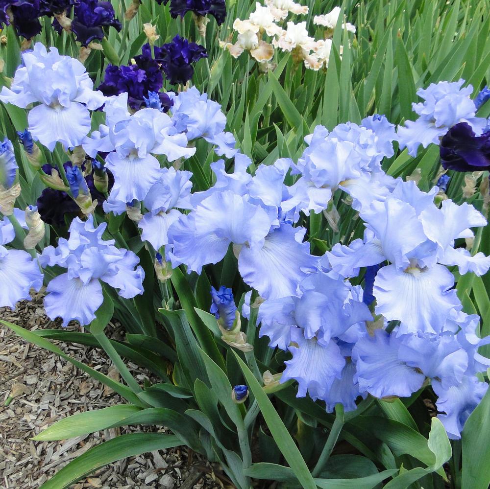 Photo of the entire plant of Tall Bearded Iris (Iris 'Color Me Blue ...