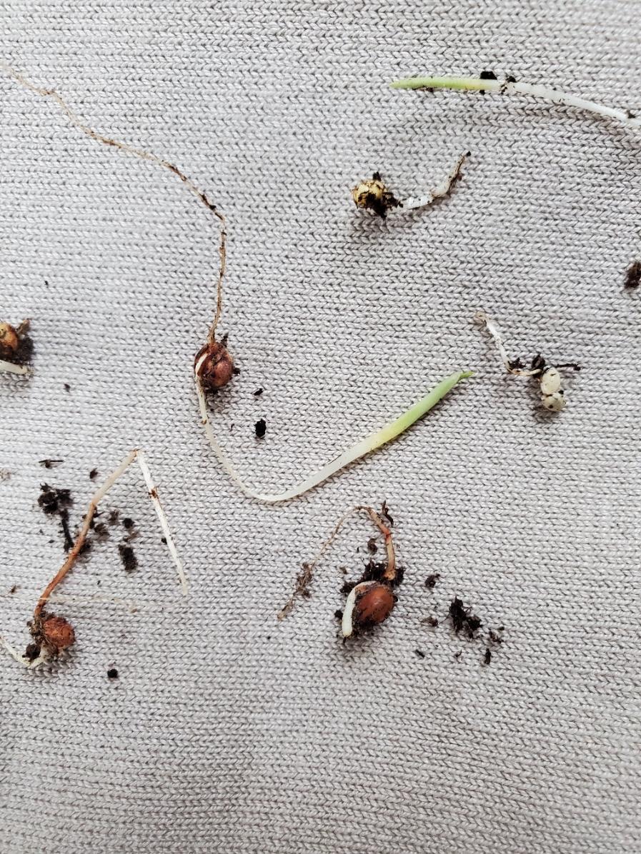 Small unknown grasses erupting in my potted plants in the Plant ID ...