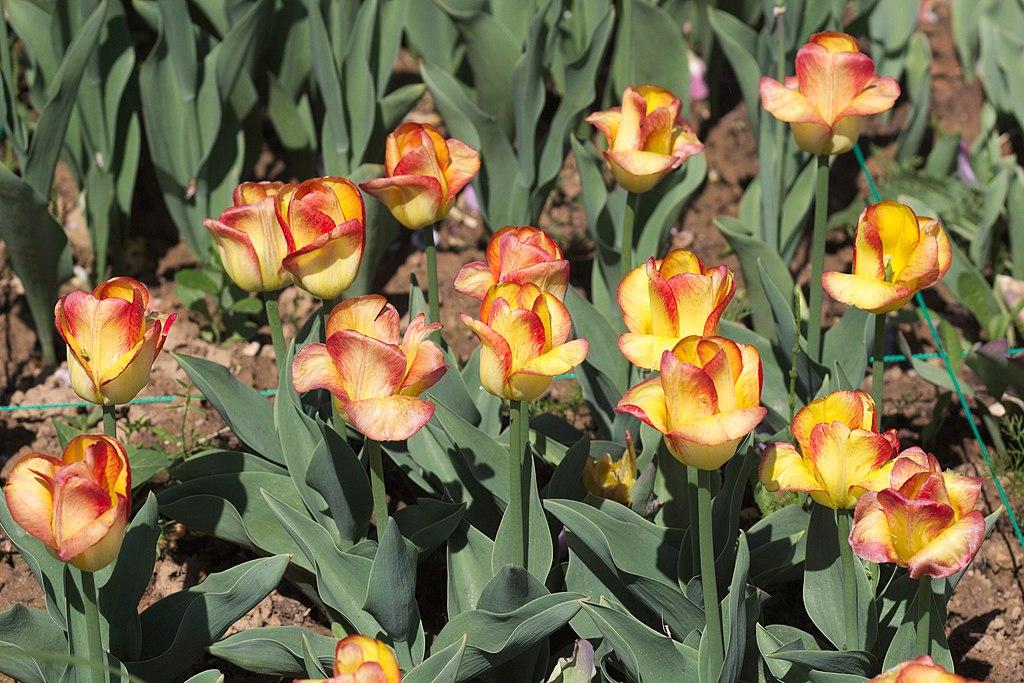 Photo of the entire plant of Tulip (Tulipa 'Outbreak') posted by ...