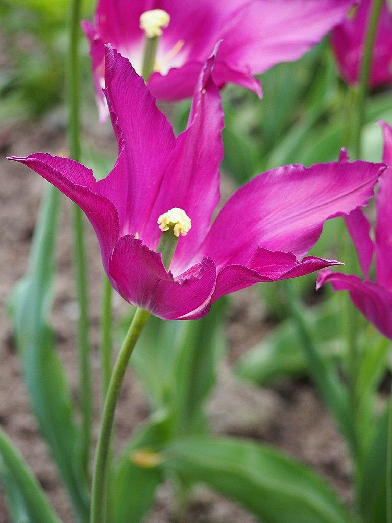 Photo of the bloom of Lily Flowered Tulip (Tulipa 'Maytime') posted by ...