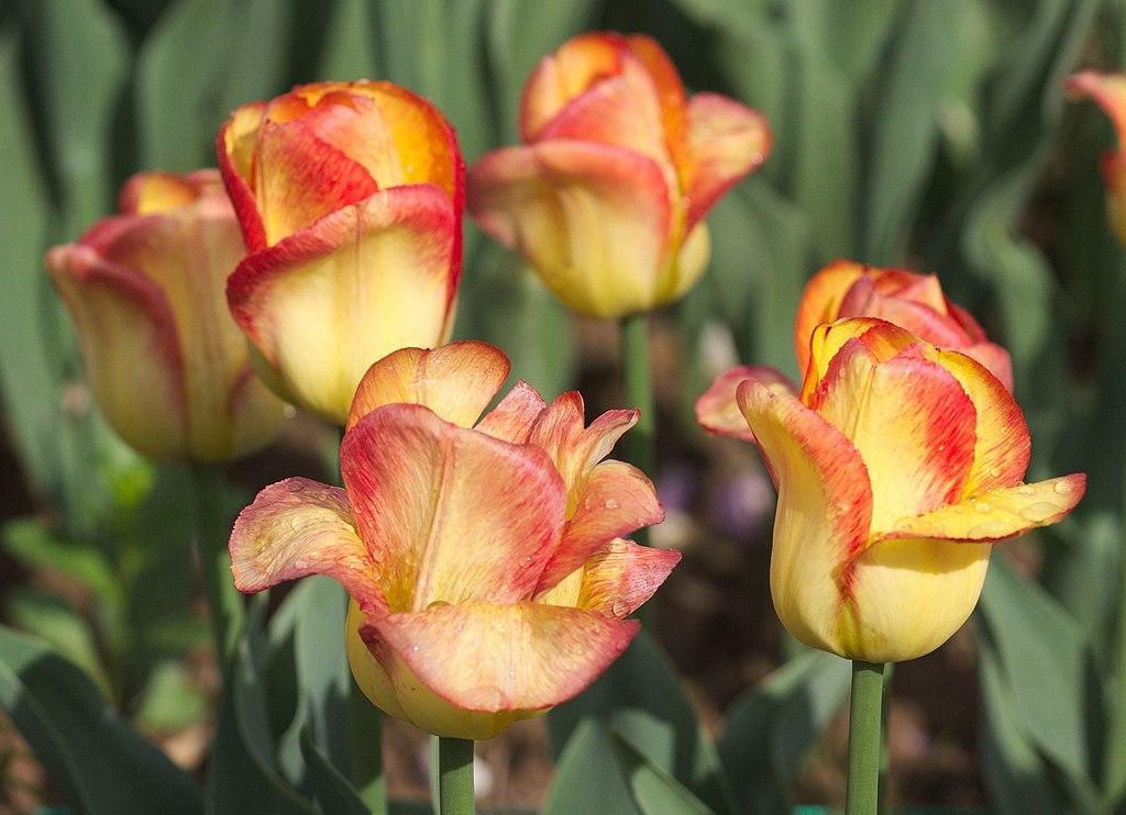 Tulip (Tulipa 'Outbreak') in the Tulips Database - Garden.org