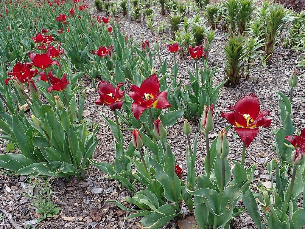 Tulip (Tulipa 'Pacific Pearl') in the Tulips Database - Garden.org