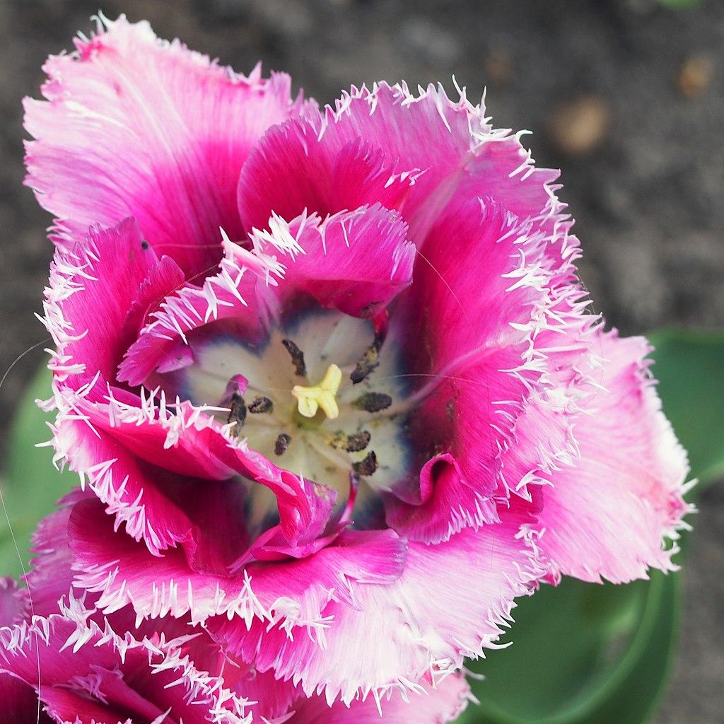 Tulip (Tulipa 'Mascotte') in the Tulips Database - Garden.org