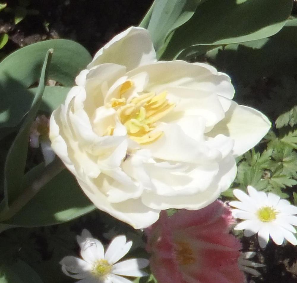 Double Late Tulip (Tulipa 'Double Maureen') in the Tulips Database ...