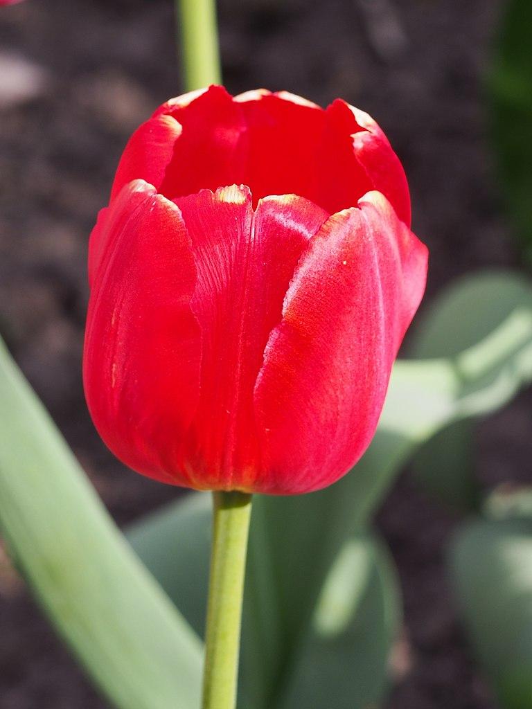 Photo of the bloom of Triumph Tulip (Tulipa 'Ile de France') posted by ...