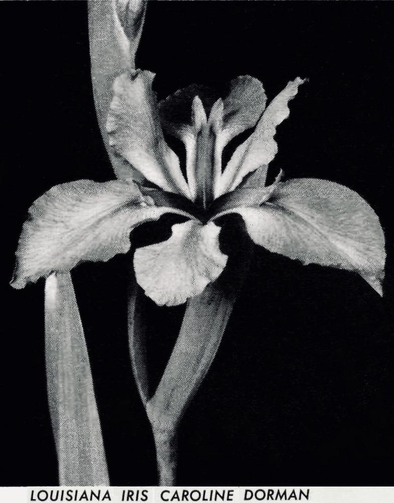 Louisiana Iris (Iris 'Caroline Dormon') in the Irises Database - Garden.org