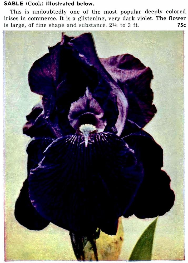 Photo of the documentation of Tall Bearded Iris (Iris 'Sable') posted ...