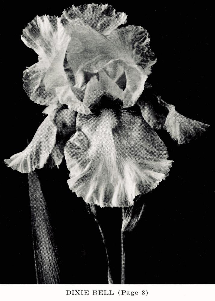 Tall Bearded Iris (Iris 'Dixie Belle') in the Irises Database - Garden.org