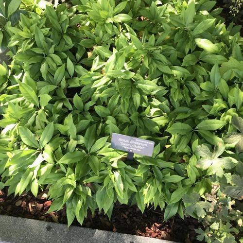 Dwarf Florida Anise (Illicium floridanum 'Swamp Hobbit') - Garden.org