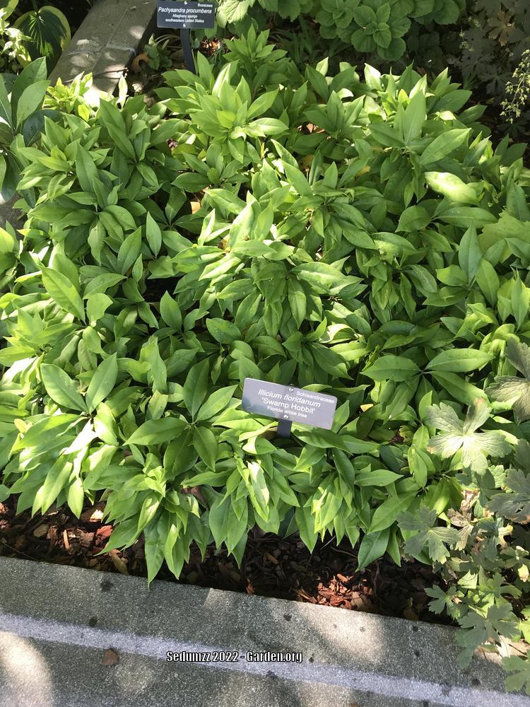 Photo of the entire plant of Dwarf Florida Anise (Illicium floridanum ...