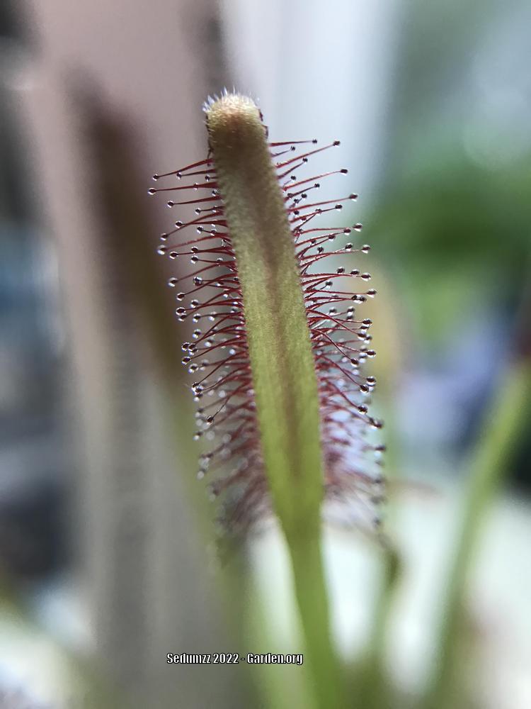Photo of the leaves of Sundew (Drosera capensis 'Narrow Leaf') posted ...