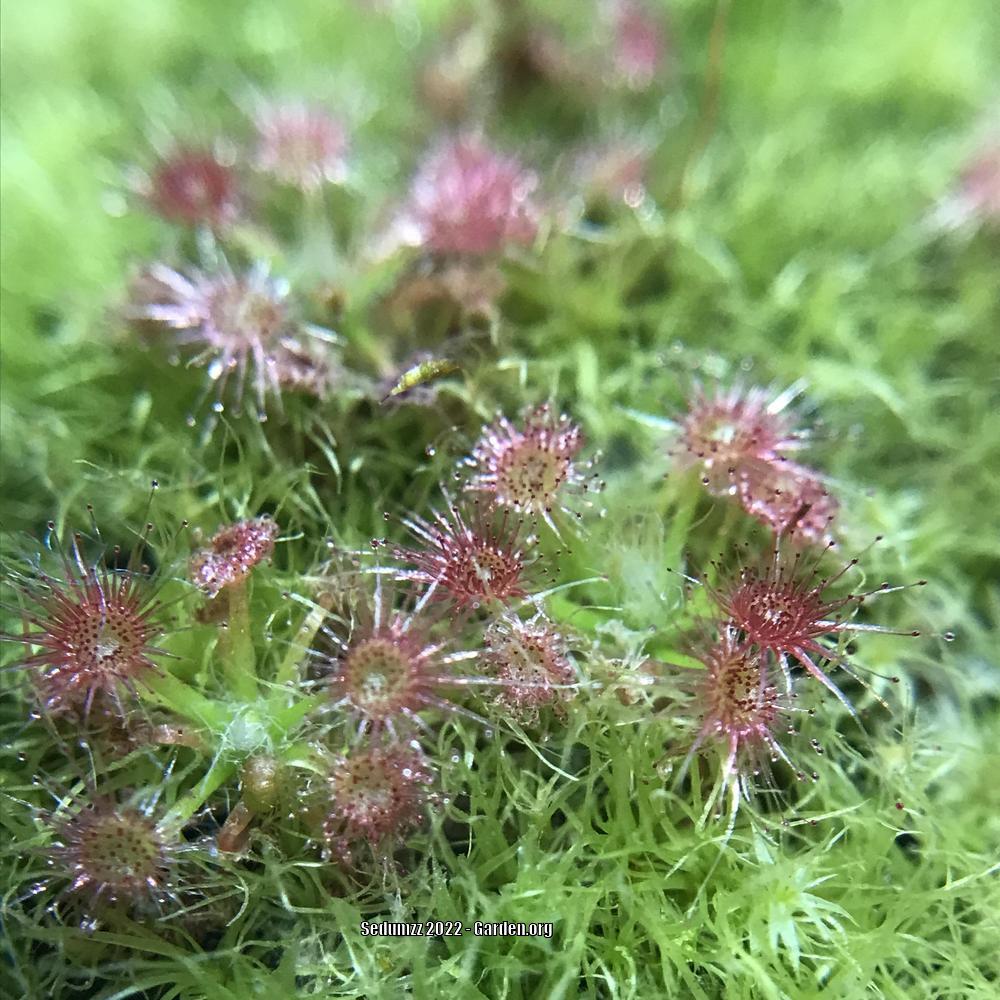 Photo of the entire plant of Sundew (Drosera paleacea) posted by ...