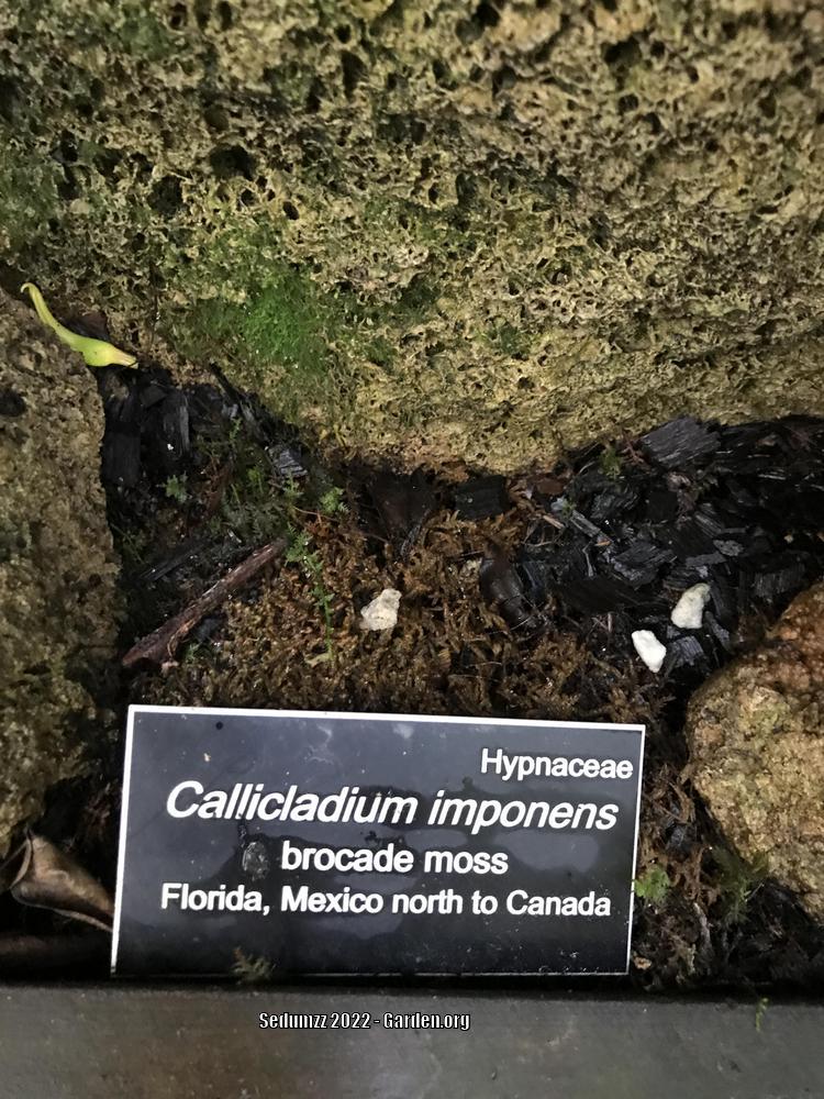 Photo of the entire plant of Brocade Moss (Hypnum imponens) posted by ...