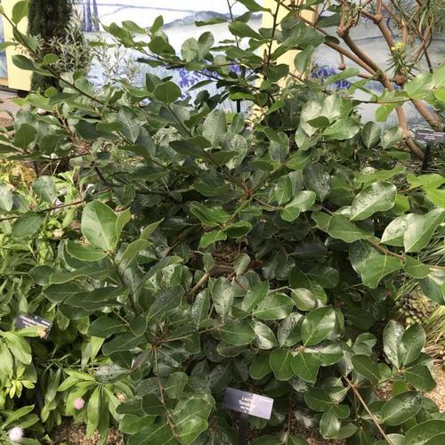 Laurel (Laurus 'Saratoga') - Garden.org