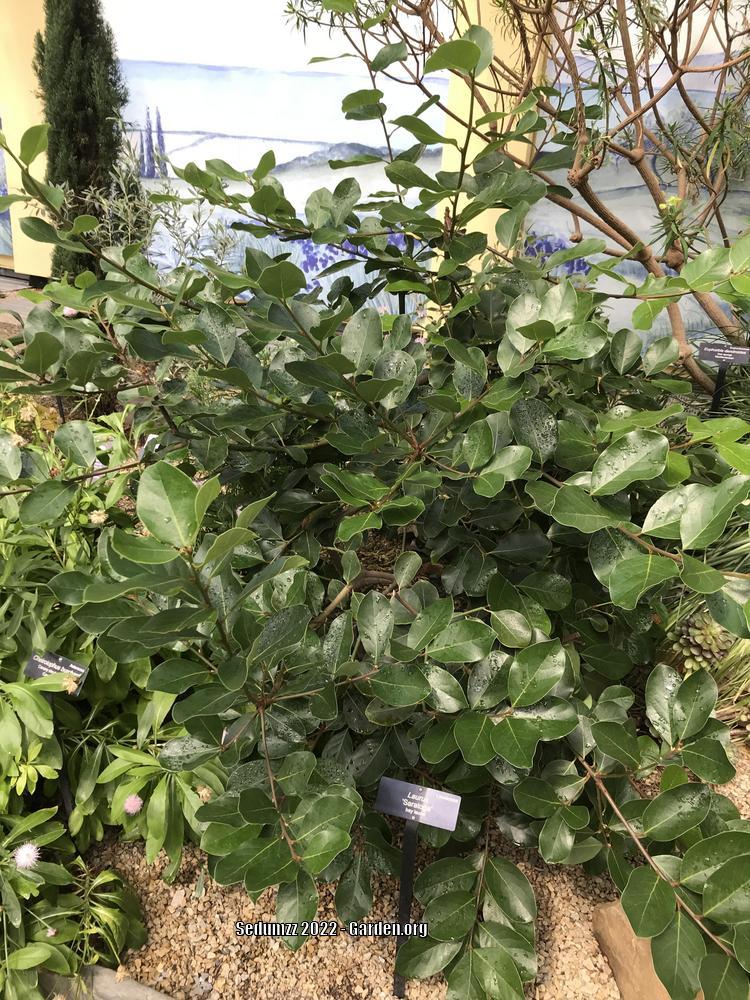 Photo of the entire plant of Laurel (Laurus 'Saratoga') posted by ...