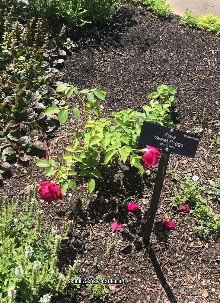 Rose (Rosa 'Sweet Pegge') in the Roses Database - Garden.org