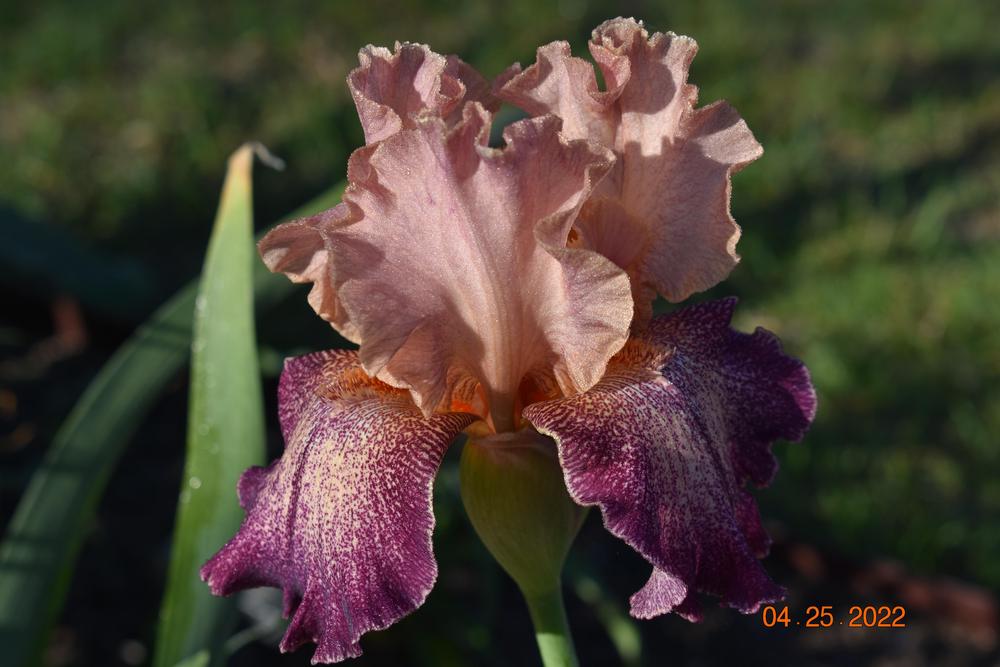 Photo of the bloom of Tall Bearded Iris (Iris 'Secret Melody') posted ...