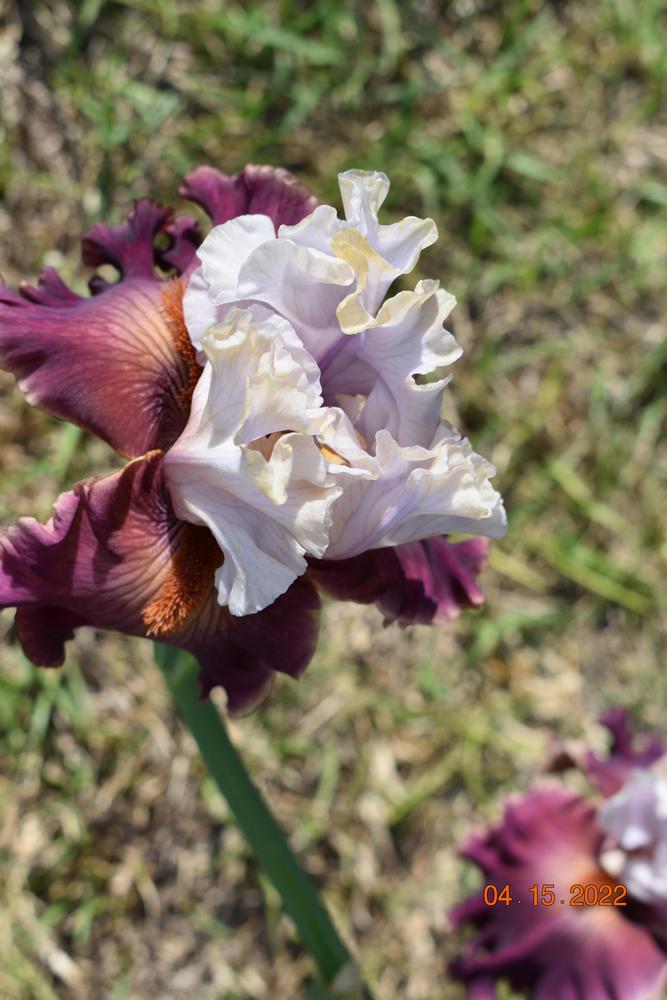 Photo of the bloom of Tall Bearded Iris (Iris 'One Man's Art') posted ...