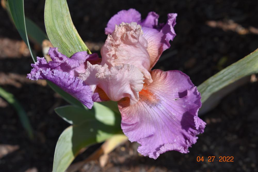 Photo of the bloom of Tall Bearded Iris (Iris 'Straight Laced') posted ...